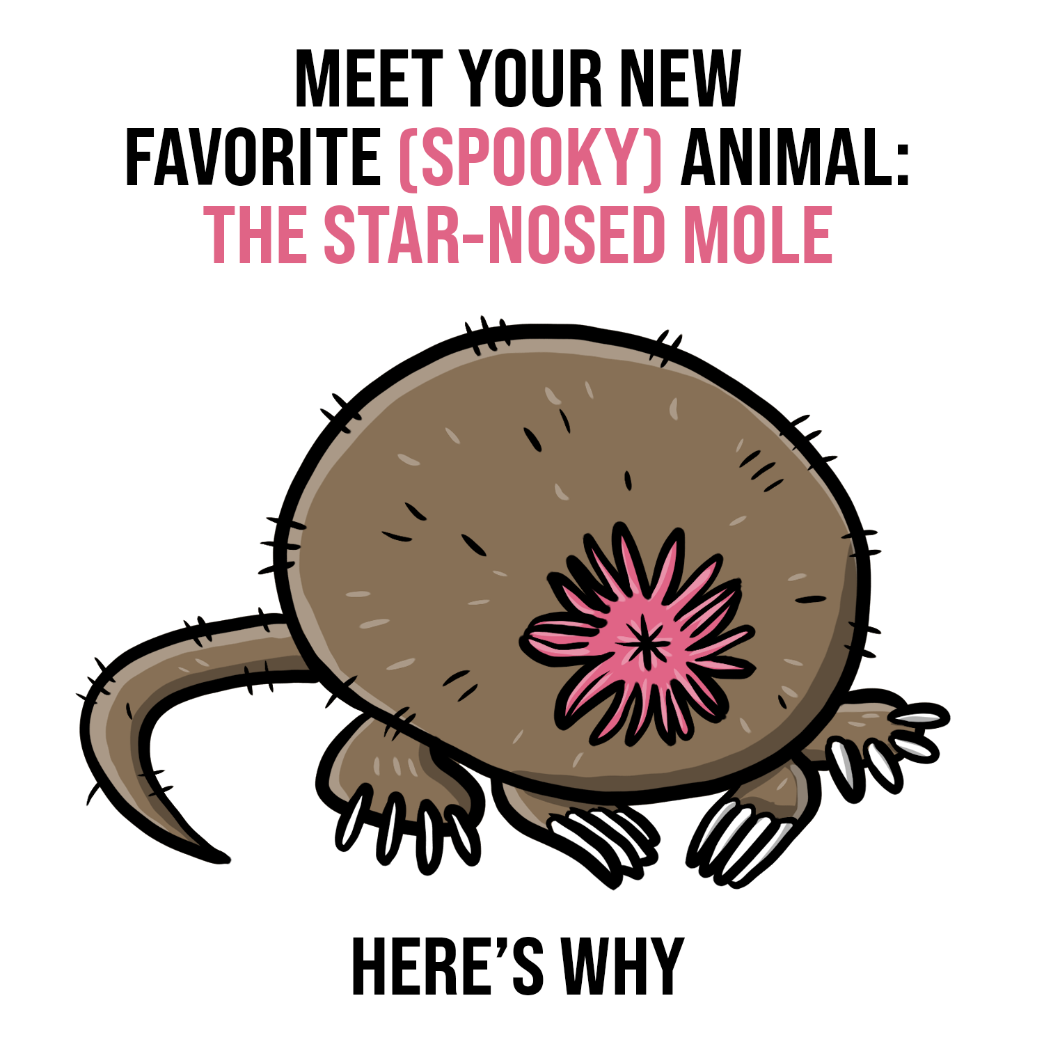 Star Nosed Mole