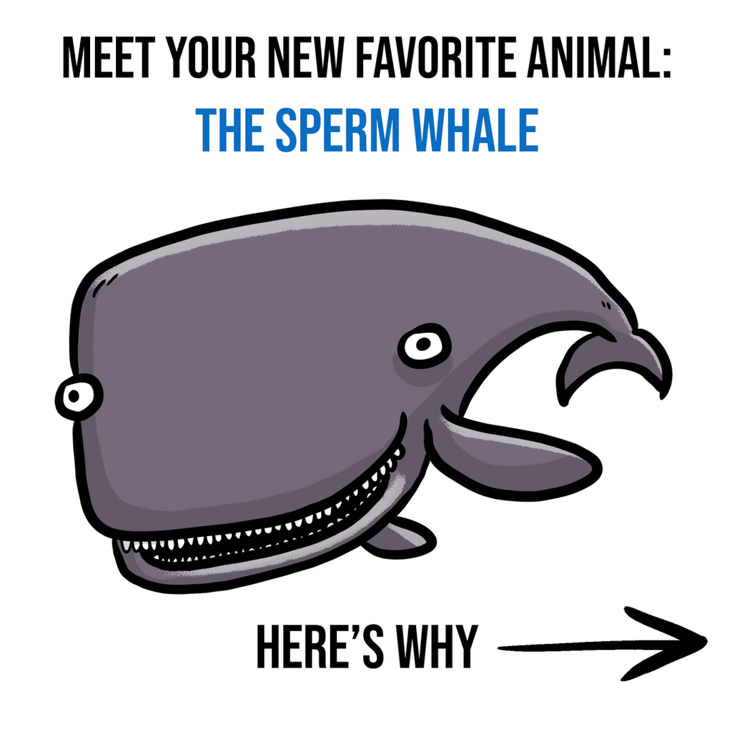 Sperm Whale Memes SFGATE New Research Shows Endangered Sperm Whales