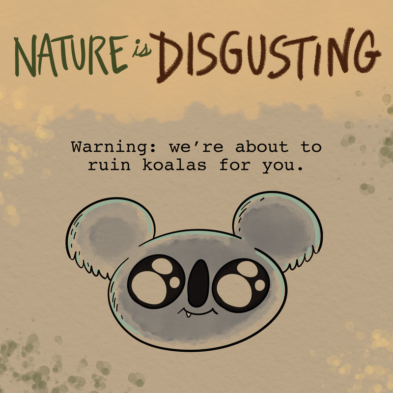 Koalas. They're cute, but disgusting | Nature is Disgusting | Exploding ...